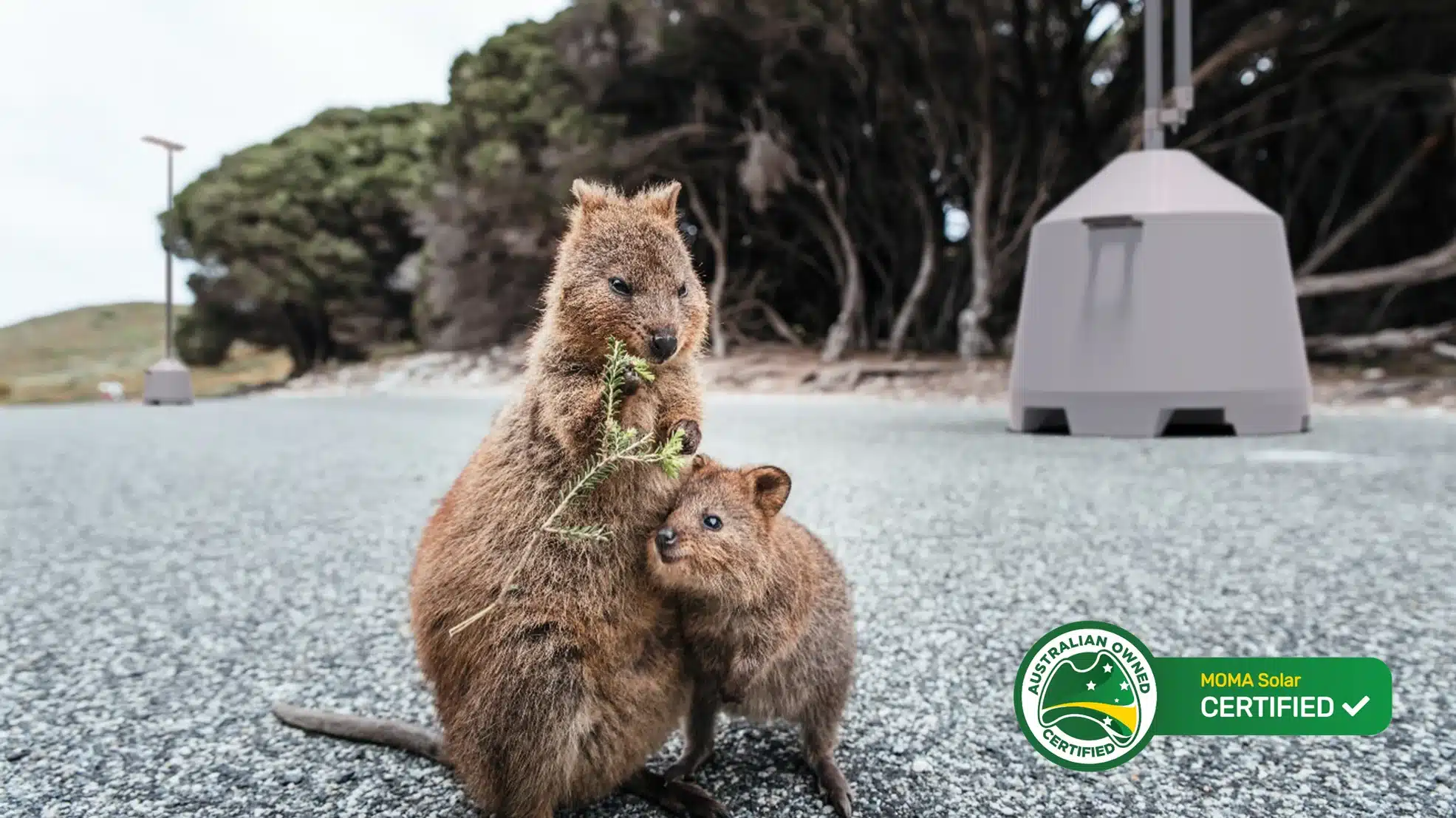 Customise your Pop Up Base - Moma Solar